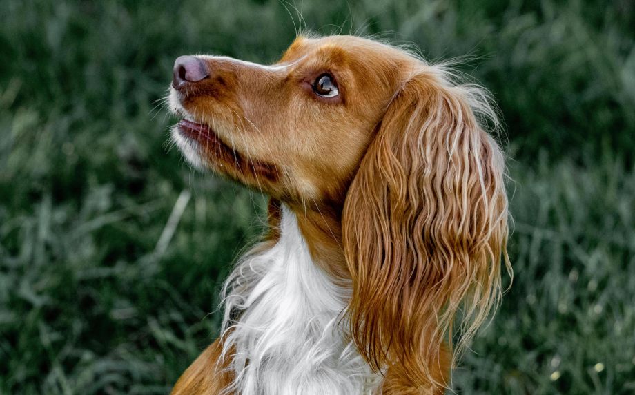 Cocker spaniel breed facts, history and characteristics | - Horse & Hound