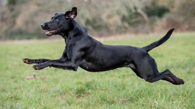 Most popular dog breeds UK according to KC registration | Horse & Hound