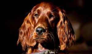 Irish Setter dog breed facts, history and characteristics | Horse & Hound