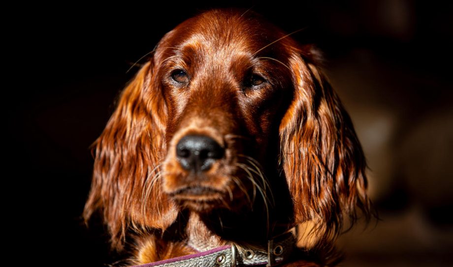 Irish Setter dog breed facts, history and characteristics | Horse & Hound