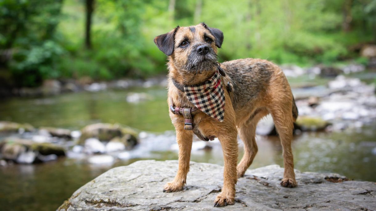 Most popular dog breeds UK according to KC registration | Horse & Hound