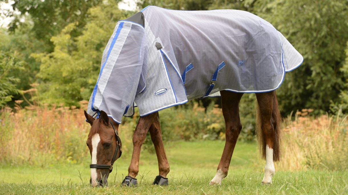 Best fly rugs for horses: find the best protection | Horse & Hound