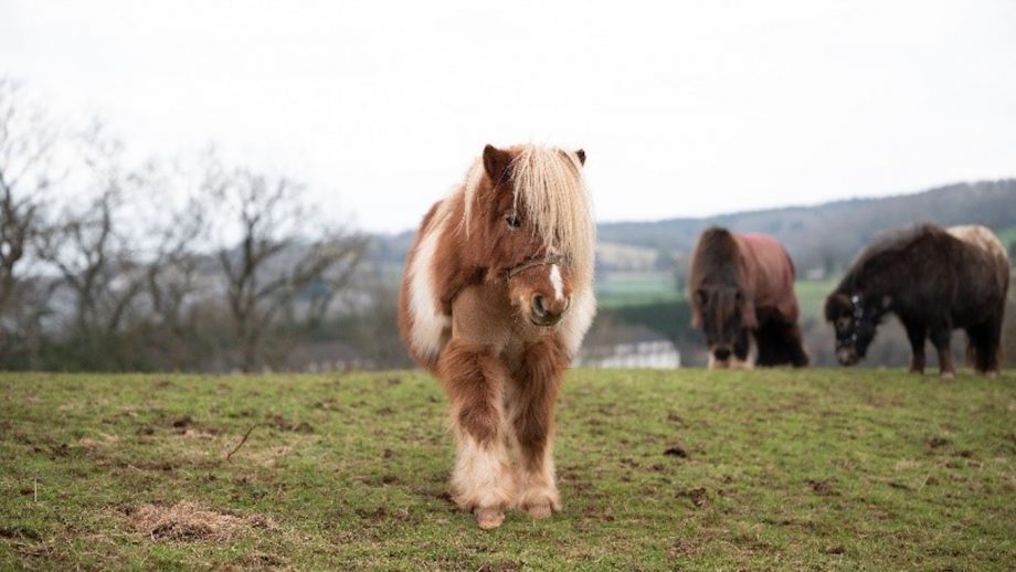 The Shetland pony: all you need to know about this small, hardy breed
