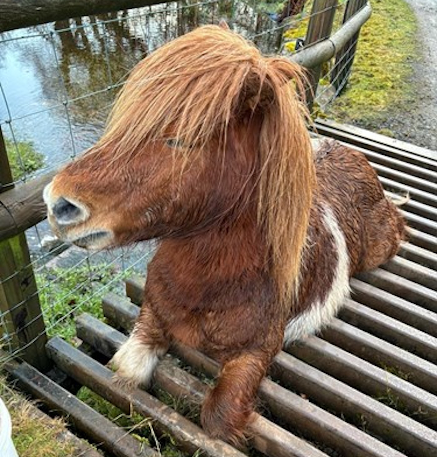 Public warned as pony found stuck in cattle grid after walkers left ...