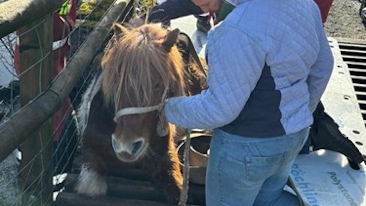 Are these the most adorable Shetlands ever? - Horse & Hound