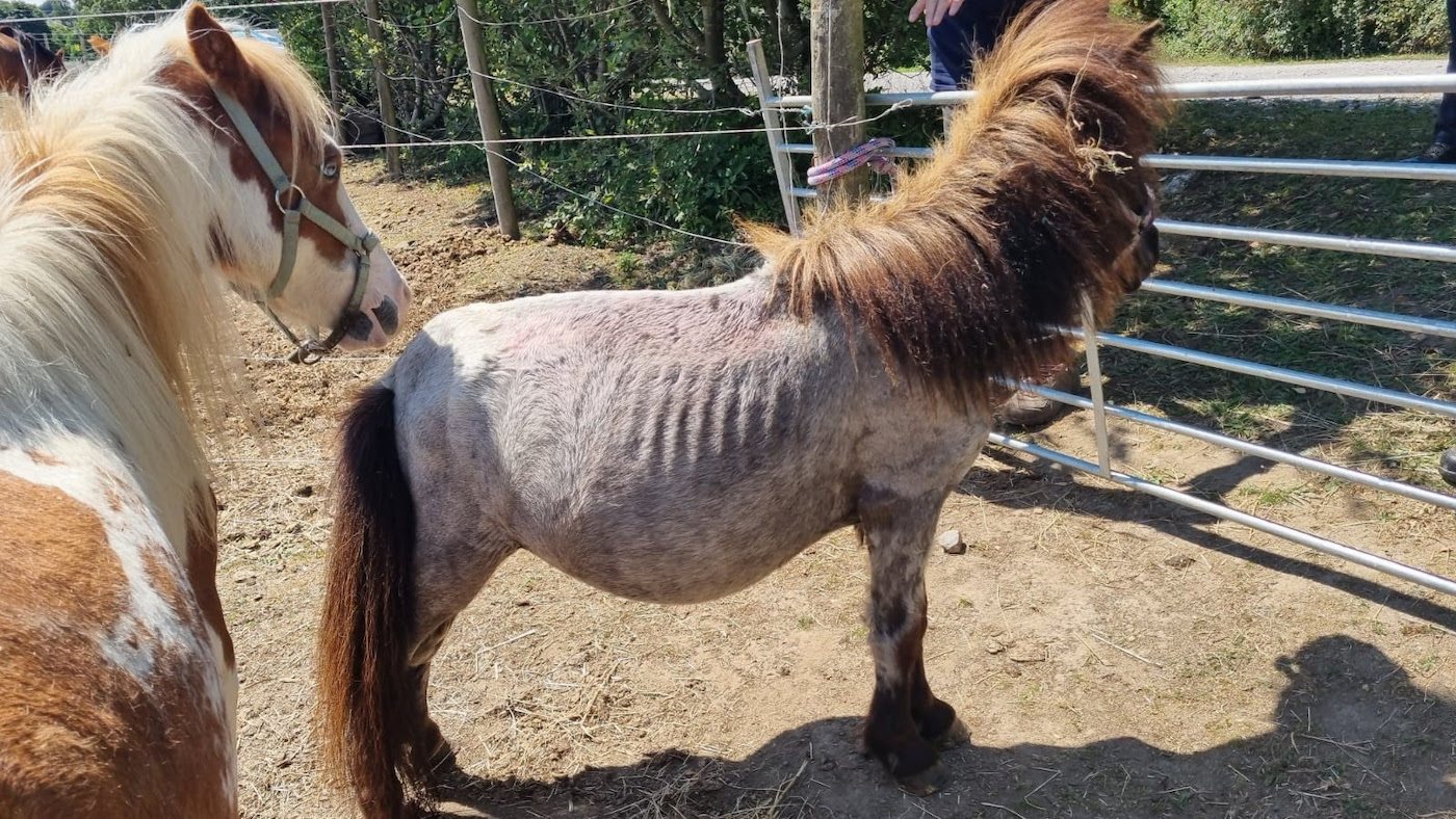 Ponies found suffering at ‘sanctuary’ that offered ‘equine-assisted ...
