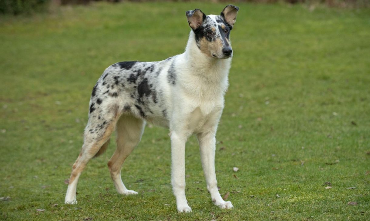 Endangered dog breeds in the UK, 35 most vulnerable | Horse & Hound