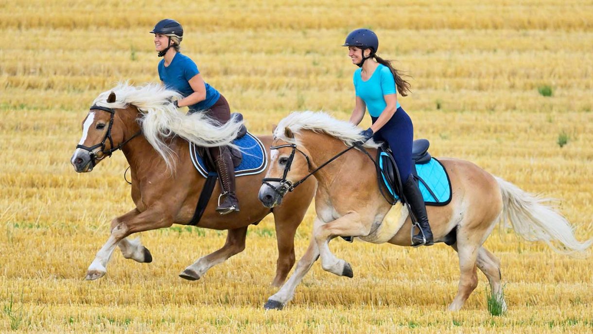 The Haflinger horse inc. breed history, where they come from, their uses...