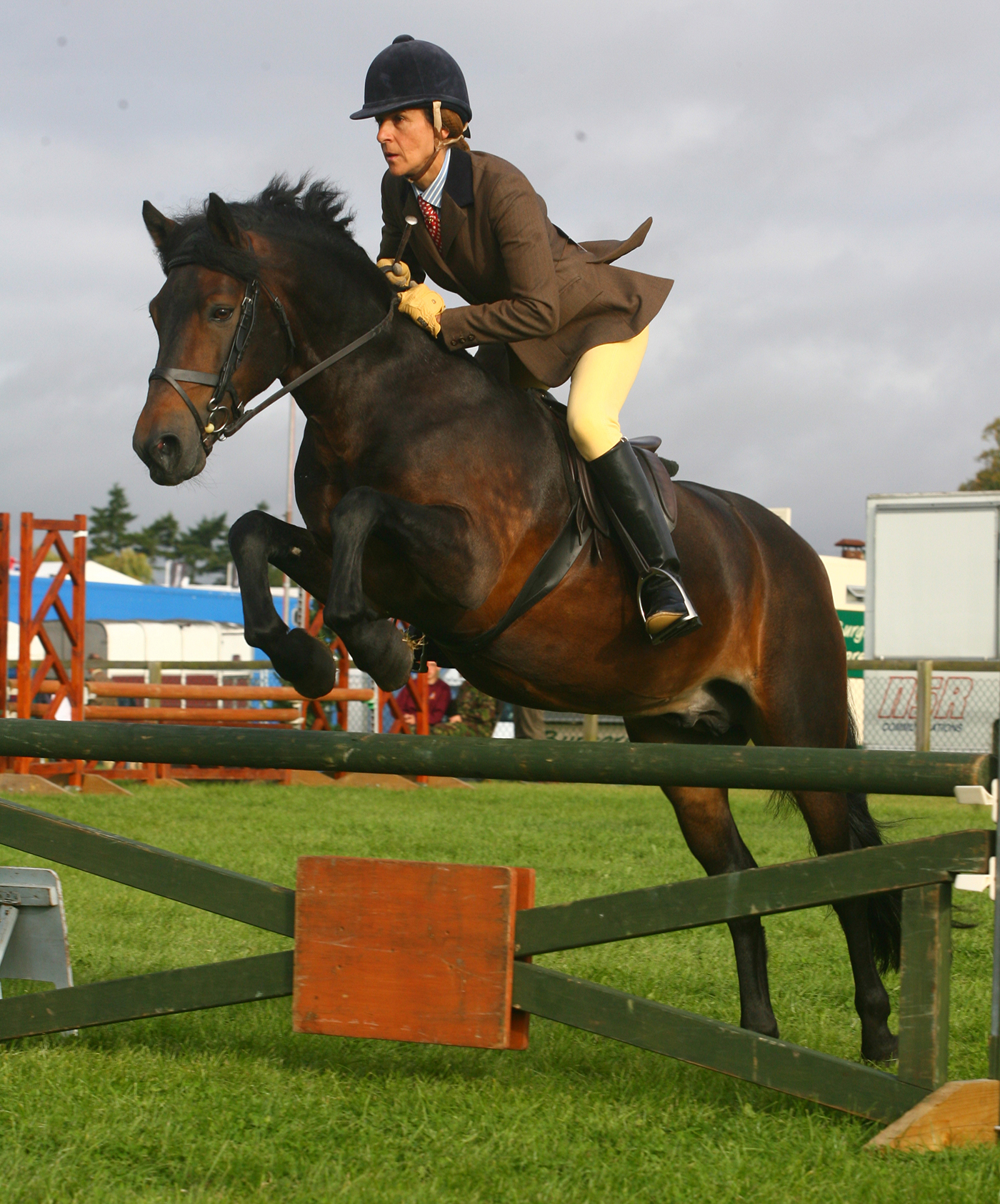 A guide on how to buy a New Forest pony - Horse & Hound