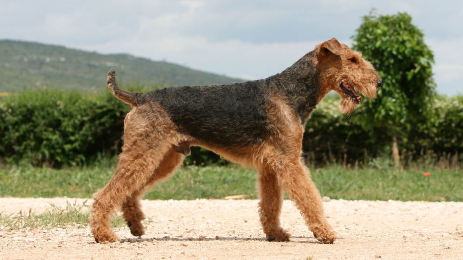 Airedale Terrier breed facts, history and considerations | Horse & Hound