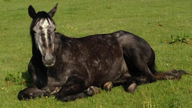 Laura Collett and Hester – owner-breeder on the mare’s story