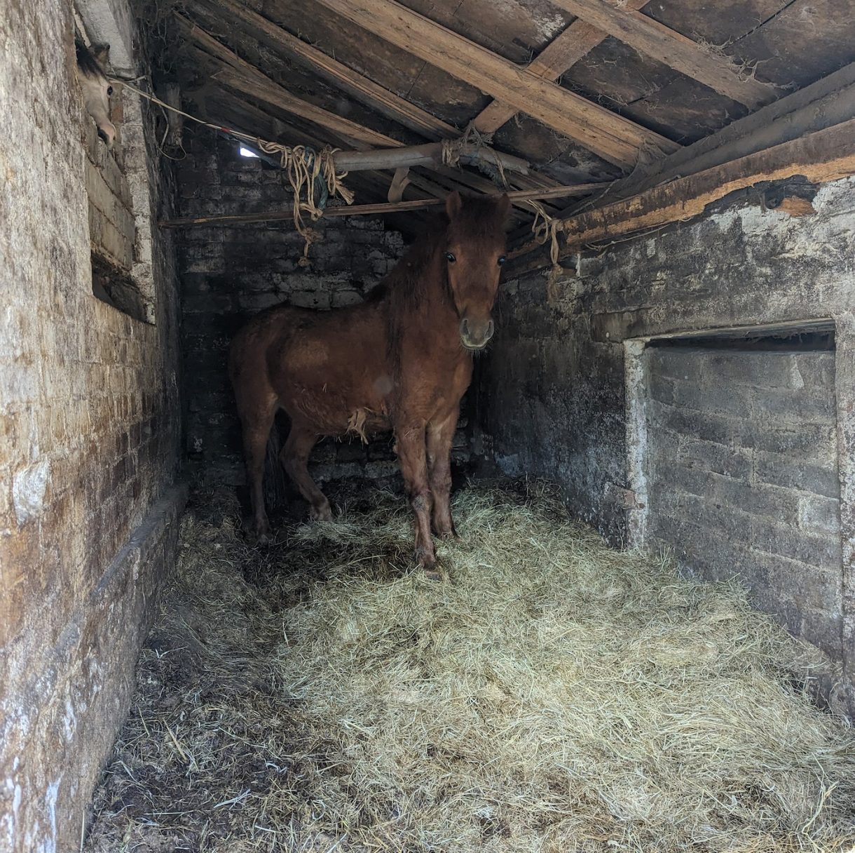 ‘A really sad case’: horses had to be dug free from stables – one had ...
