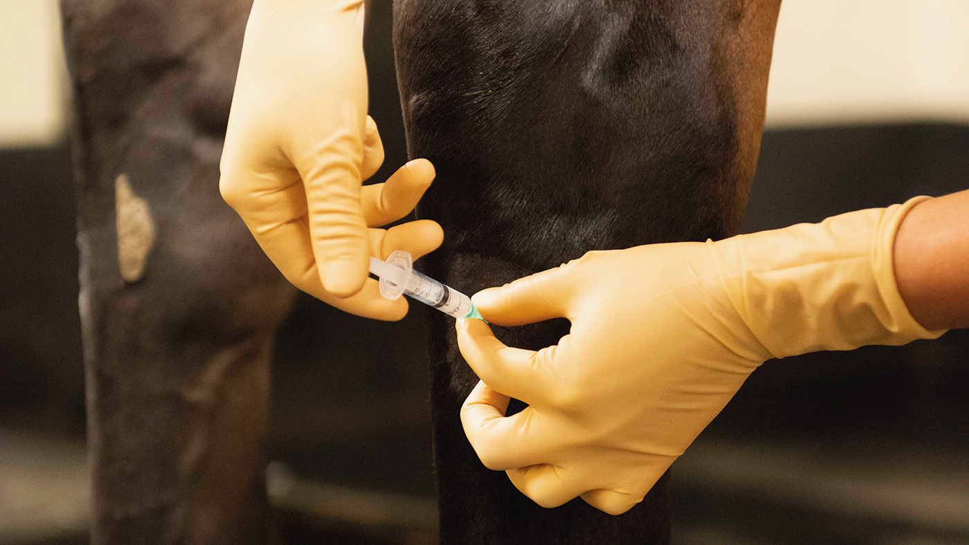 Equine joint injections – a helpful guide for horse owners - Horse & Hound