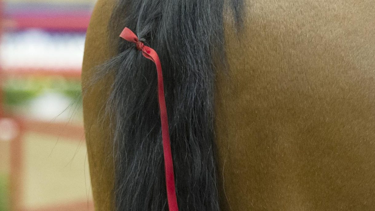 Red ribbons in horses’ tails: a helpful warning, or legal risk? - Horse ...