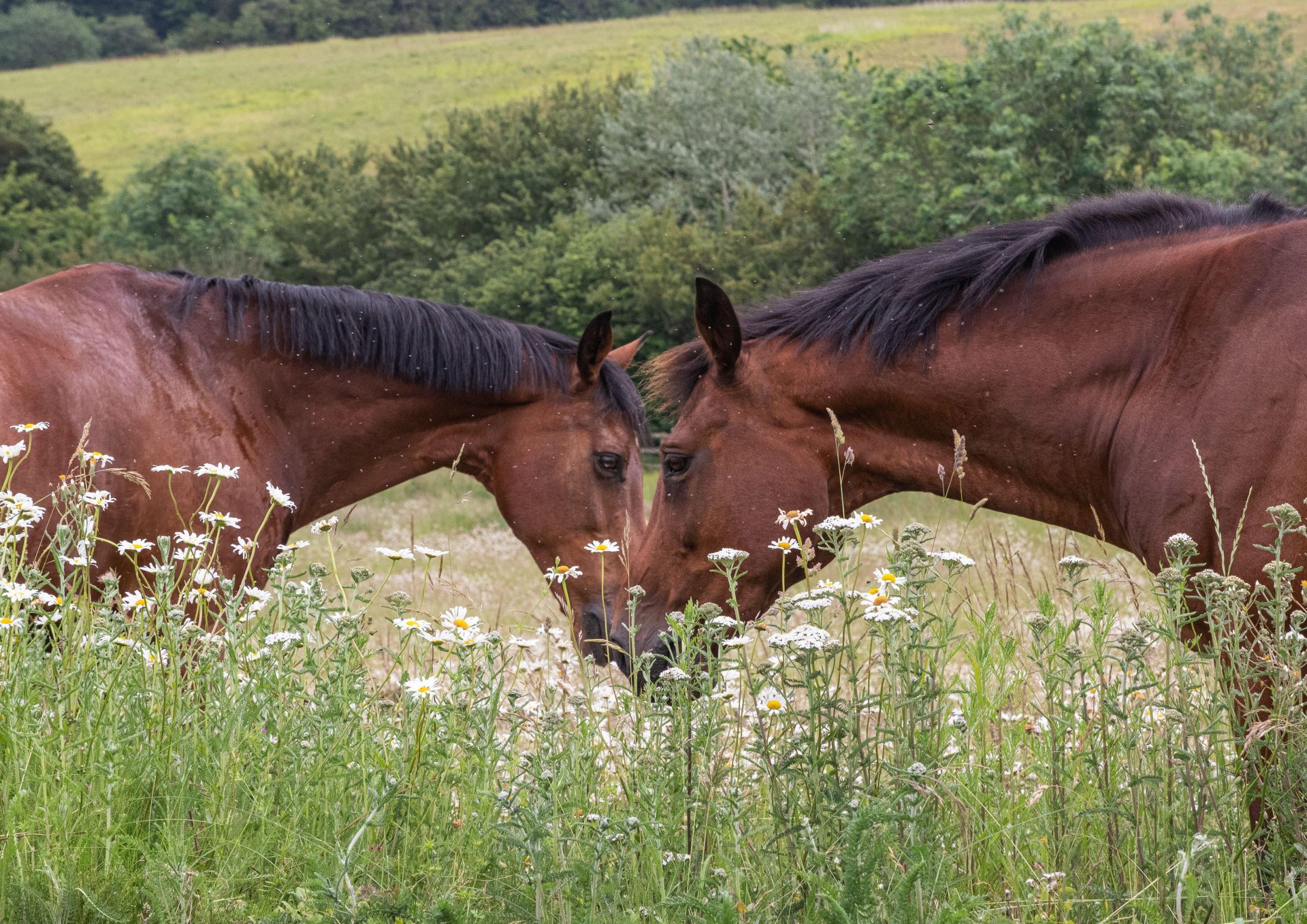 Are midges worse this year? We ask an expert | Horse & Hound