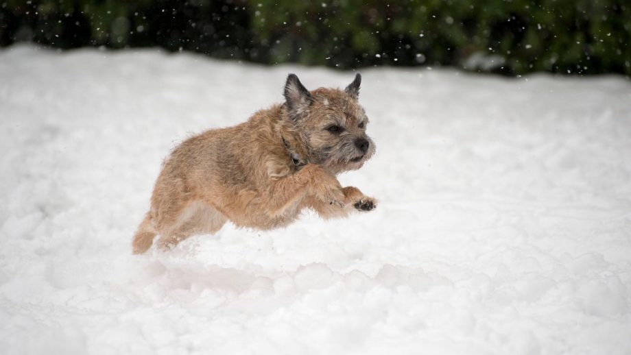 Border terrier dog breed facts, history and characteristics | Horse & Hound