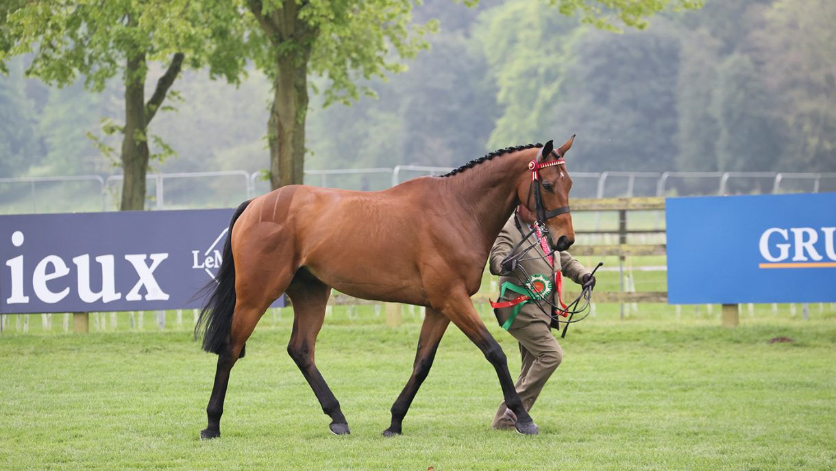 2024 Tattersalls RoR open in-hand championship results - Horse & Hound