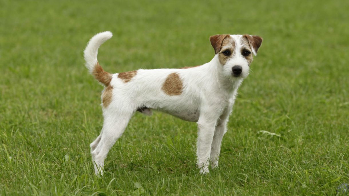 Parson Russell Terrier facts, history and characteristics | Horse & Hound