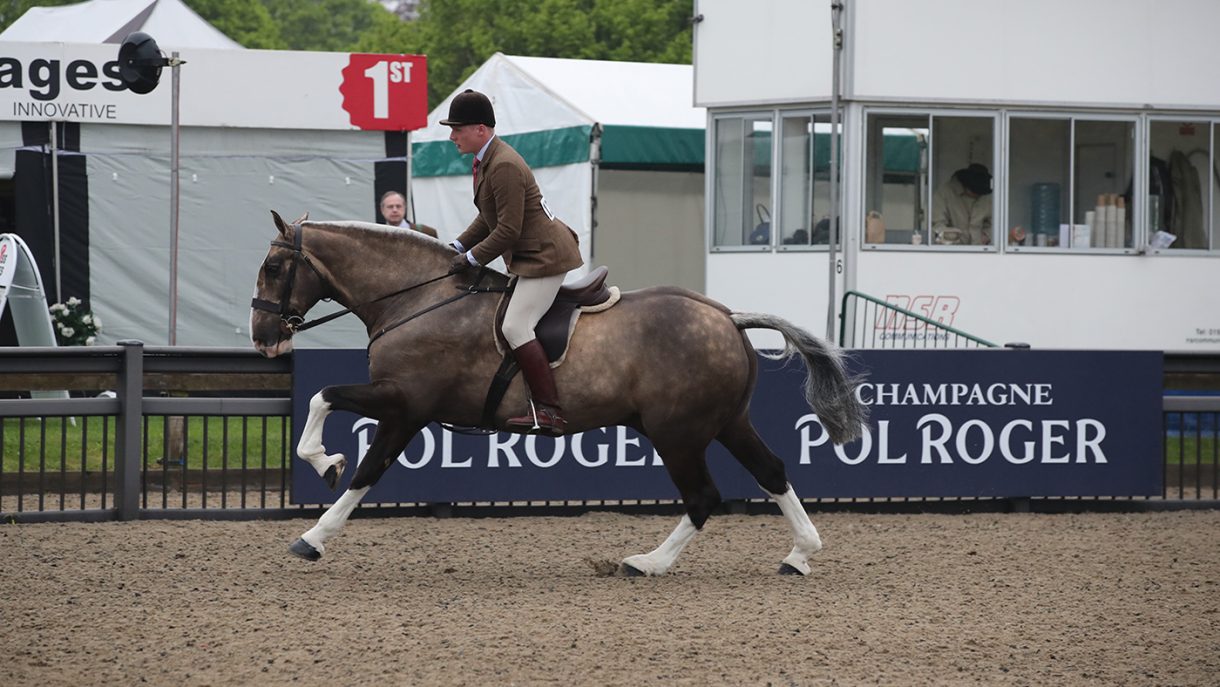 2024 Royal Windsor working show horse class results - Horse & Hound