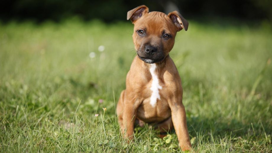 Staffordshire Bull Terrier facts, history and character | Horse & Hound