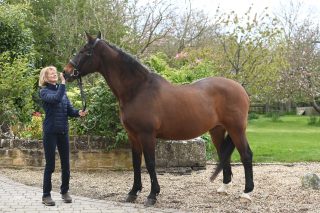Rascher Hopes – Olympic dressage star thriving in retirement at 33