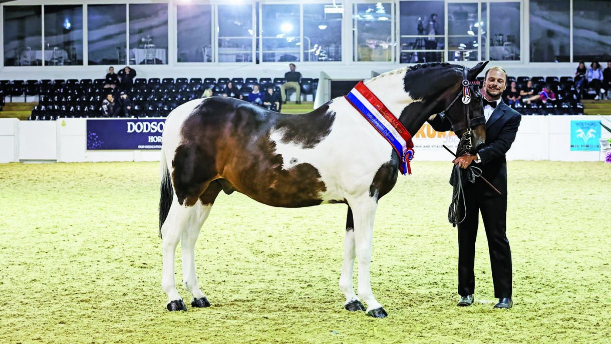 Colic claims the life of one-eyed show horse Star Dream, aged 22