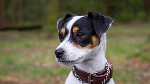 Parson Russell Terrier facts, history and characteristics | Horse & Hound