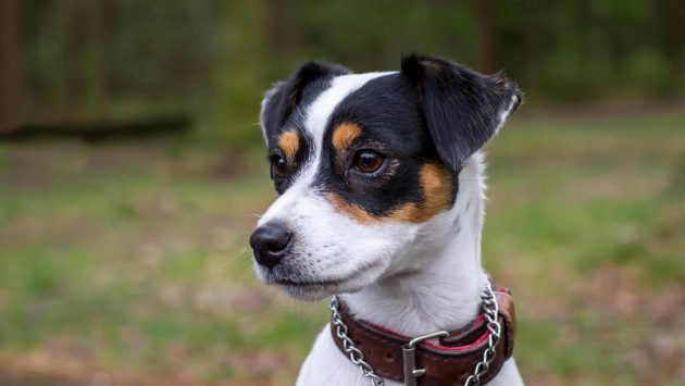 Parson Russell Terrier facts, history and characteristics | Horse & Hound