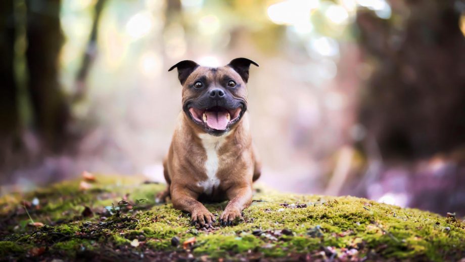 Terrier breeds – the lowdown on the 33 varieties | Horse & Hound