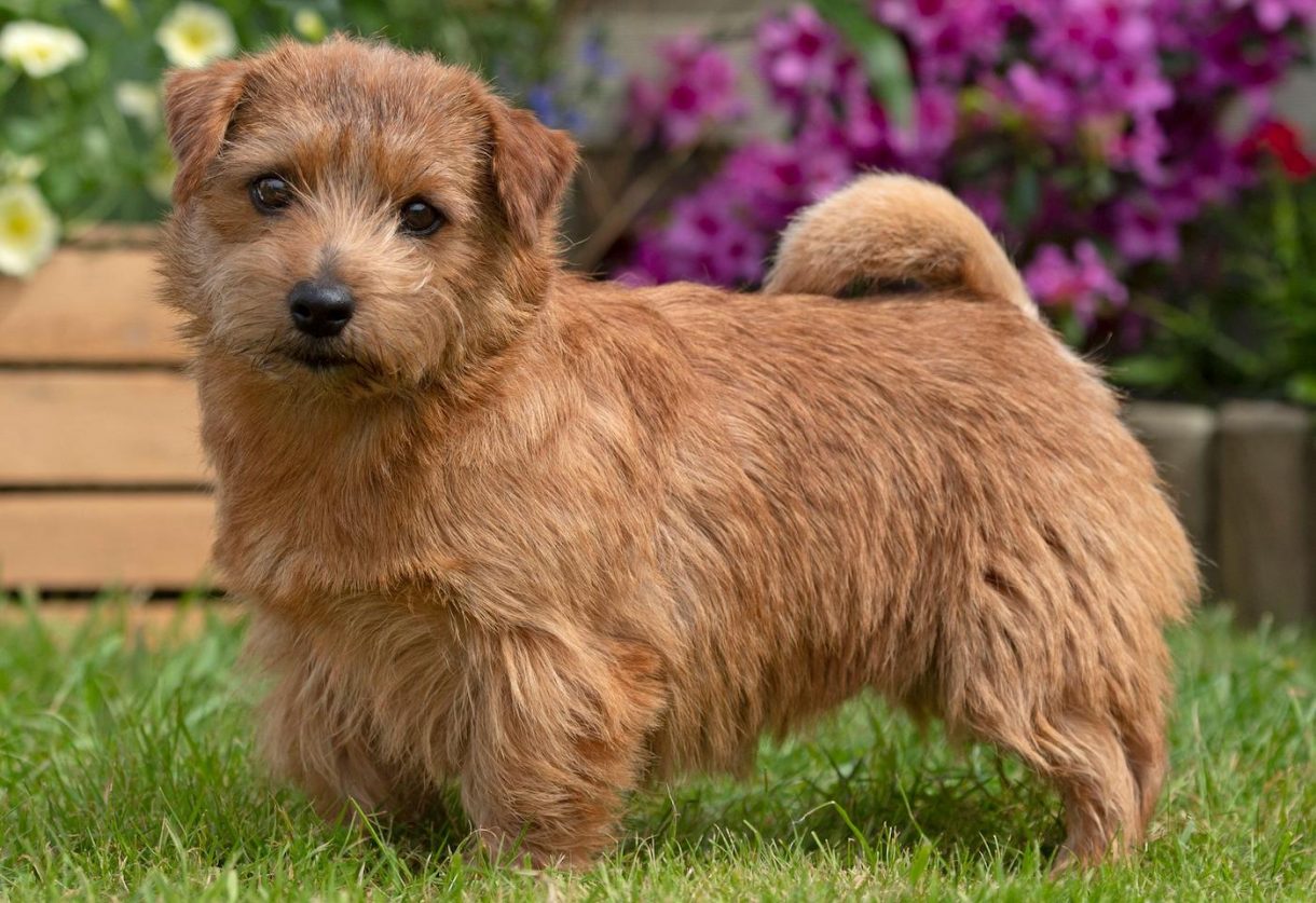 Terrier breeds – the lowdown on the 33 varieties | Horse & Hound