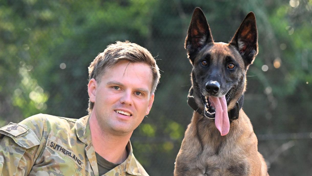 Belgian Shepherd dog facts, history and characteristics | Horse & Hound