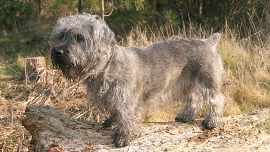 Terrier breeds – the lowdown on the 33 varieties | Horse & Hound