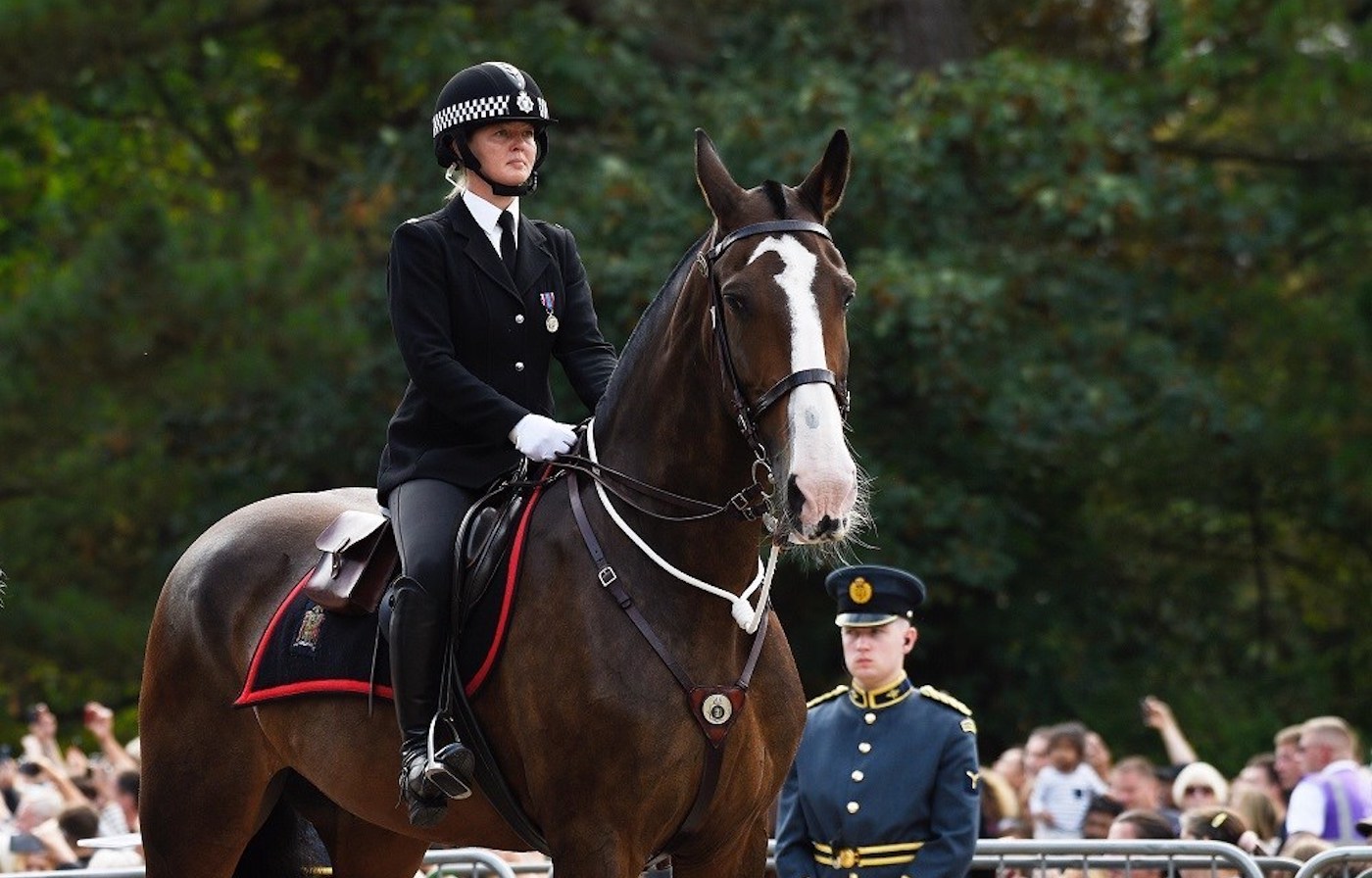 ‘A complete gentleman’: speedy 18.2hh police horse enjoys his last ...