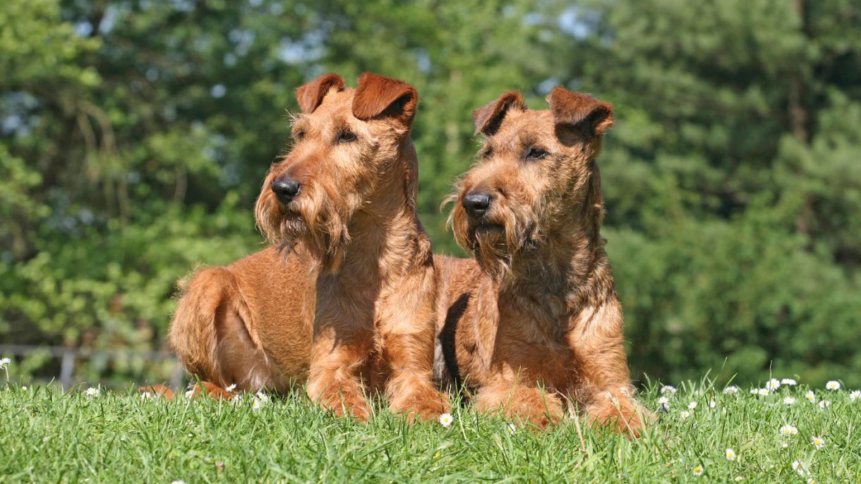 Irish Terrier facts, history and characteristics | Horse & Hound