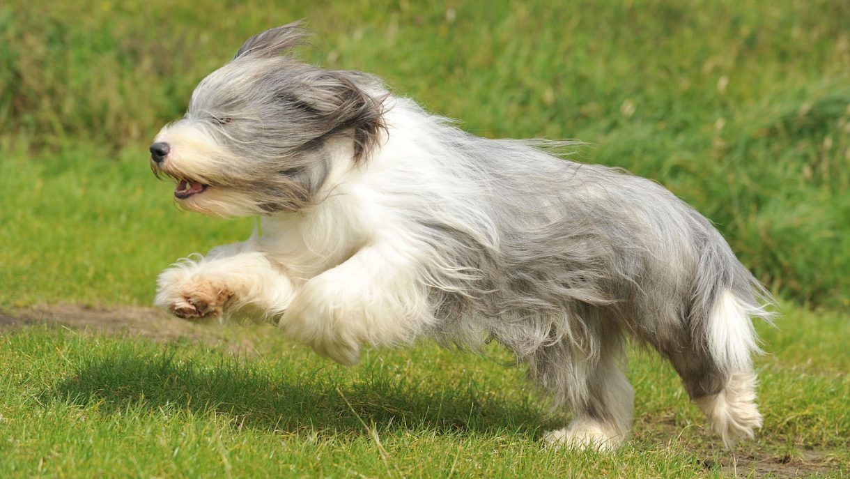 Bearded collie facts, history and characteristics | Horse & Hound