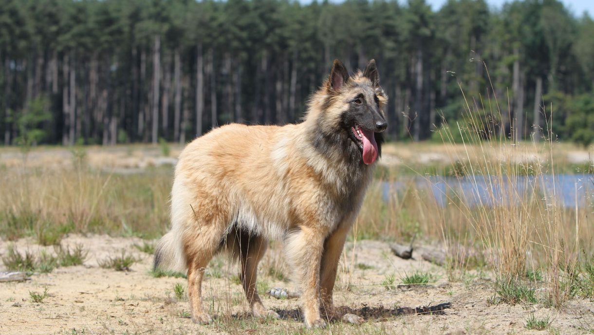 Belgian Shepherd dog facts, history and characteristics | Horse & Hound