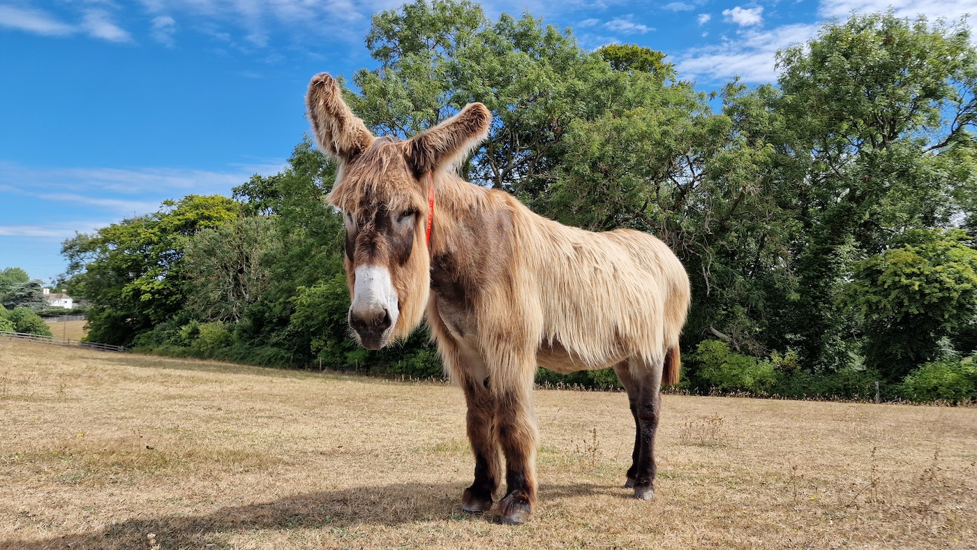 ‘He leaves a huge hole’: equine charity’s sad farewell to staff and ...