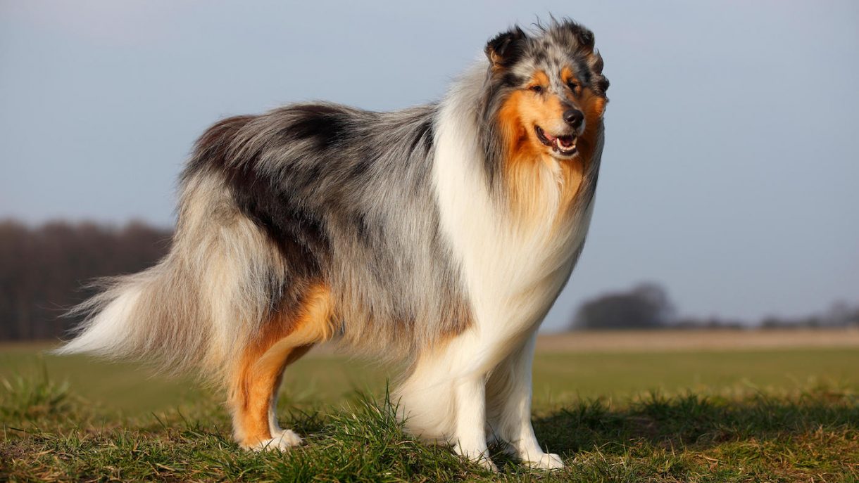 Collie facts, history and character of the rough and smooth | Horse & Hound
