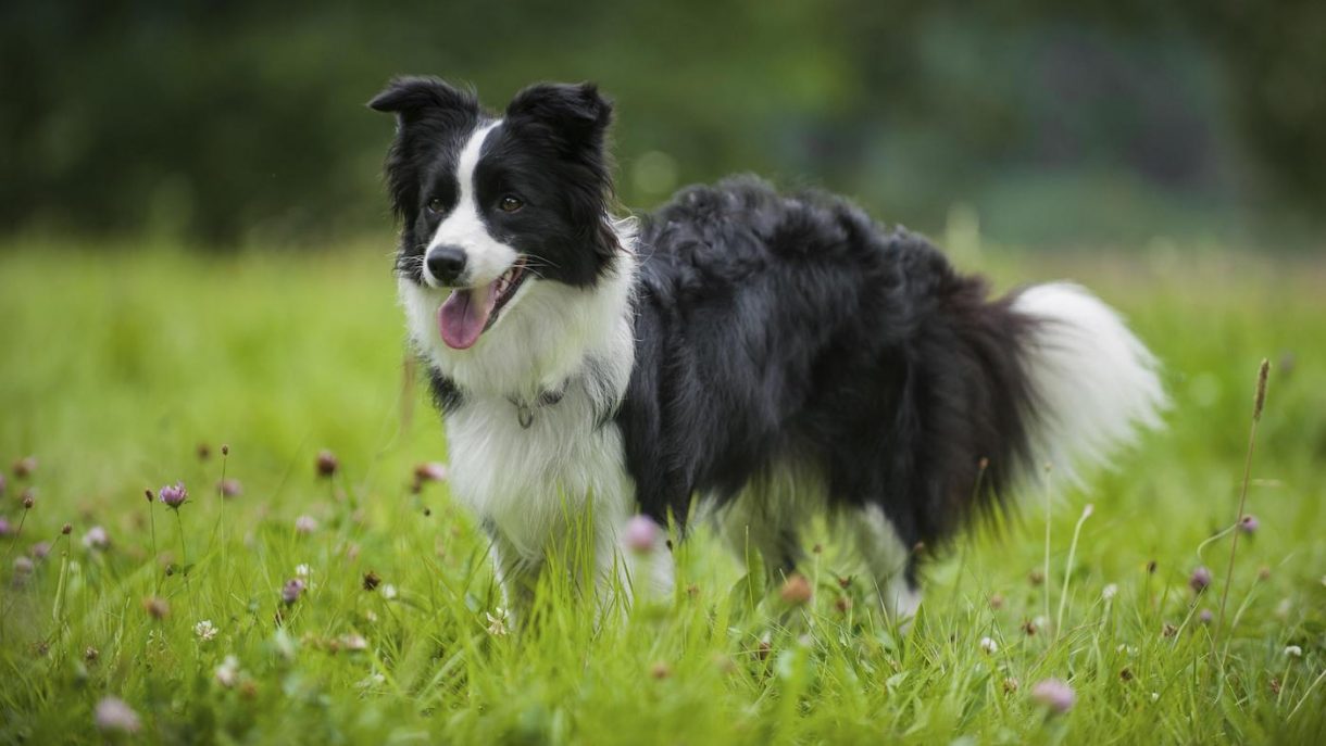 Border Collie breed facts, history and characteristics | Horse & Hound