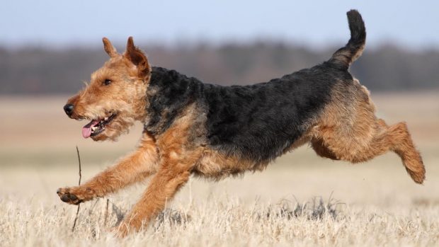 Welsh Terrier facts, lengthy history and characteristics | Horse & Hound