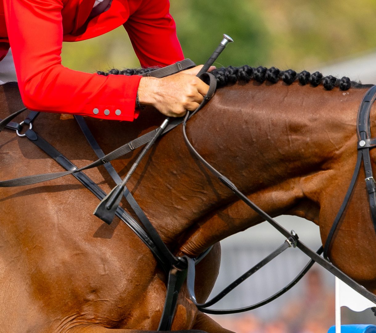 Calls for tougher whip rules – as the double bridle debate returns ...