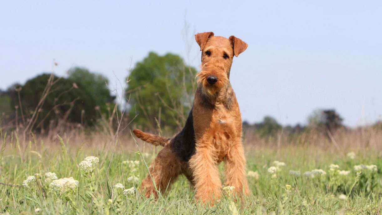 Terrier breeds – the lowdown on the 33 varieties | Horse & Hound