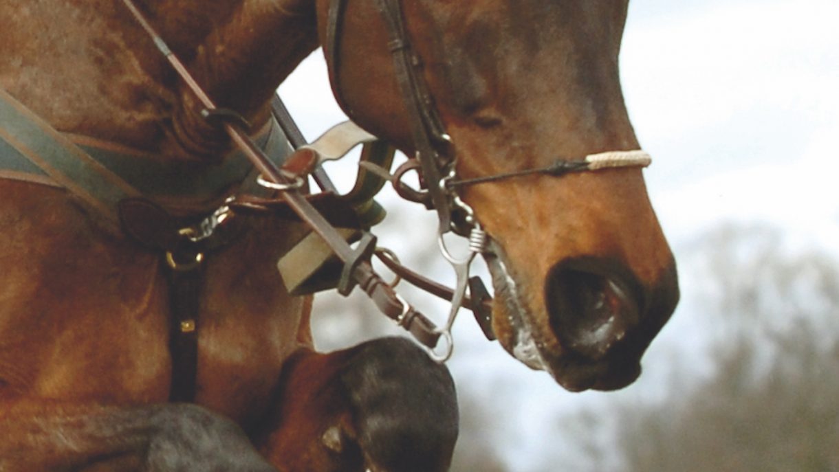 The English hackamore: how it works and what type of horse it suits