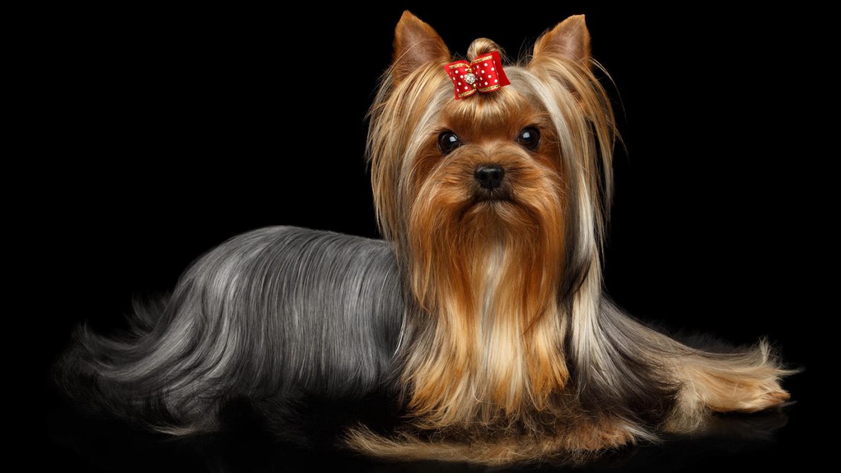 Terrier breeds – the lowdown on the 33 varieties | Horse & Hound