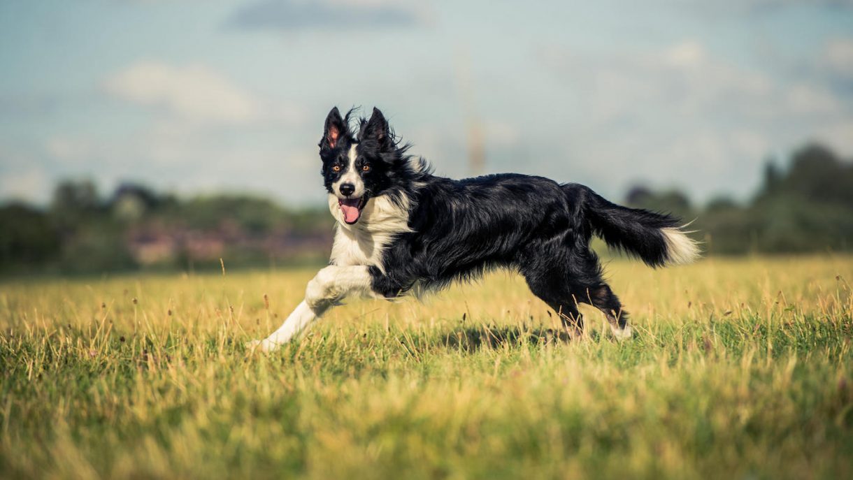 Pastoral dog breeds from herders and heelers to guardians of the flock