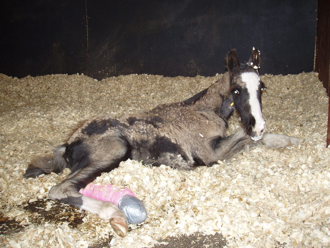 ‘Incredible pride’ as foal found emaciated and covered with maggots ...