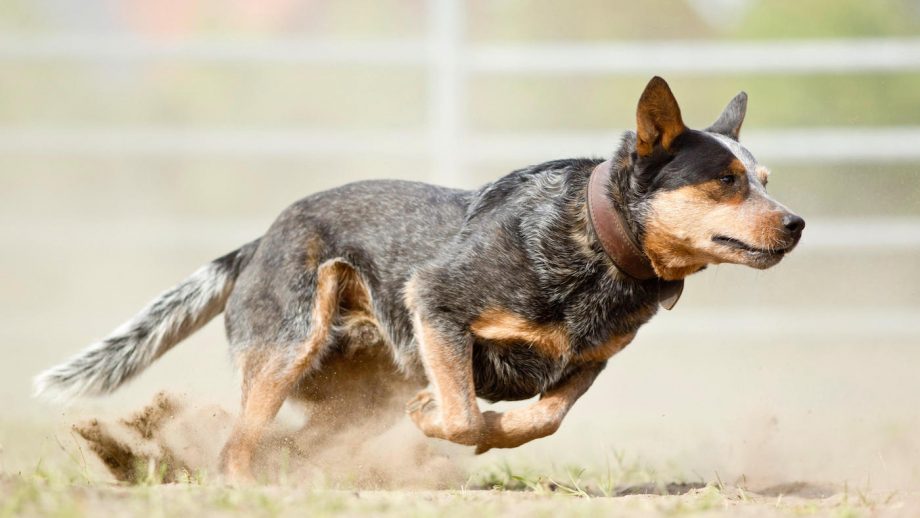 Pastoral dog breeds from herders and heelers to guardians of the flock