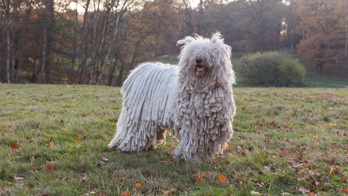 Pastoral dog breeds from herders and heelers to guardians of the flock