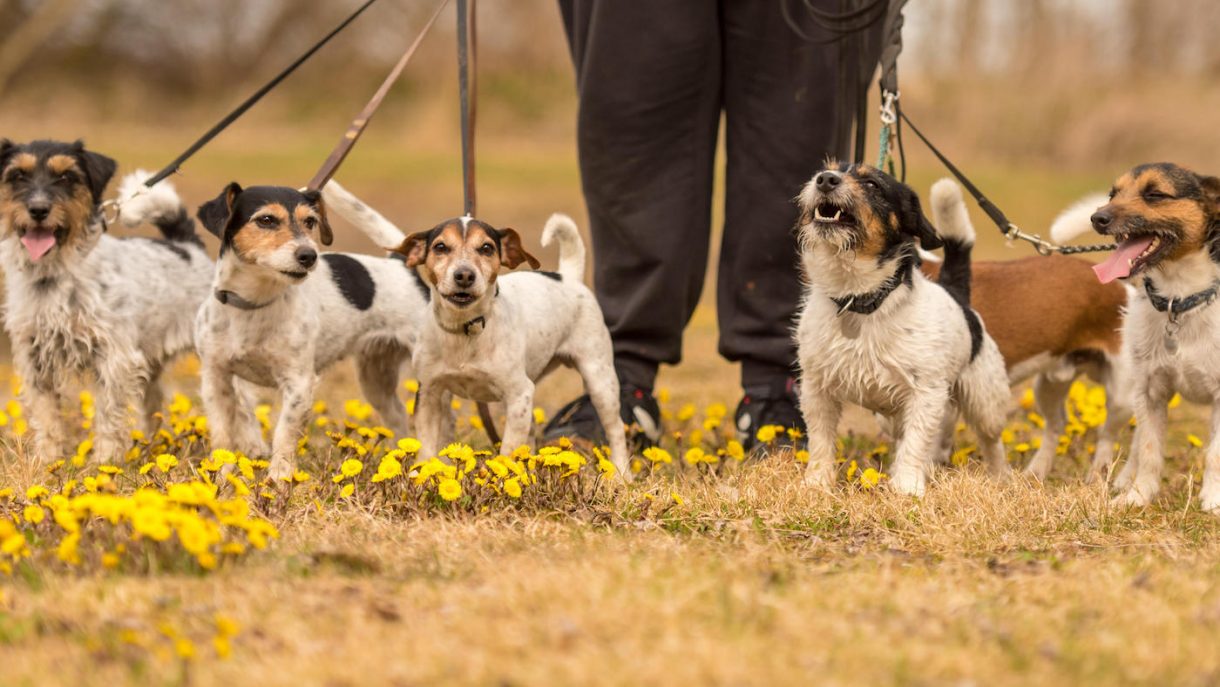 Terrier breeds – the lowdown on the 33 varieties | Horse & Hound