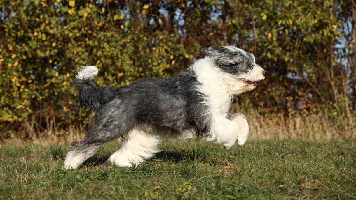 Old English Sheepdog facts, history and characteristics | Horse & Hound